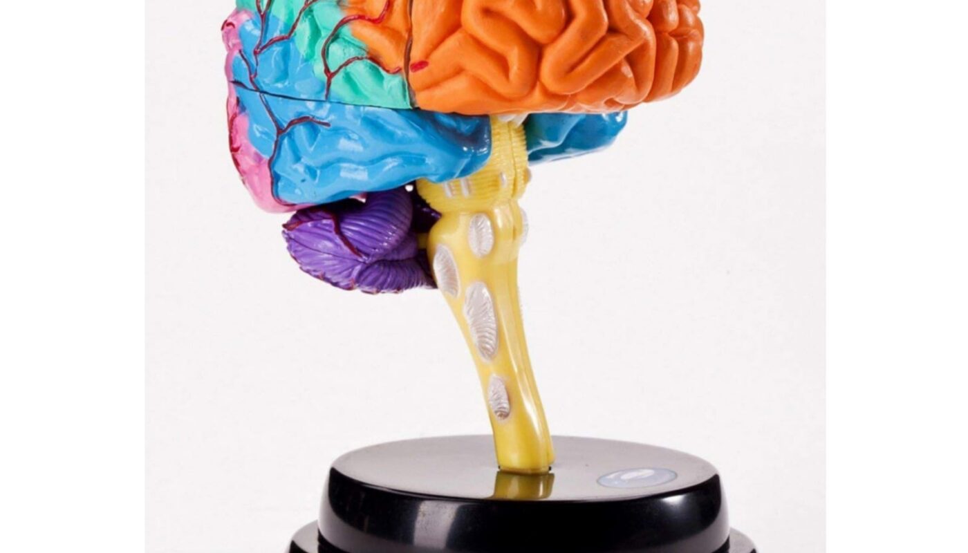 Brain Professional Suits Human Brain Model - 299610 - Toys 4 You